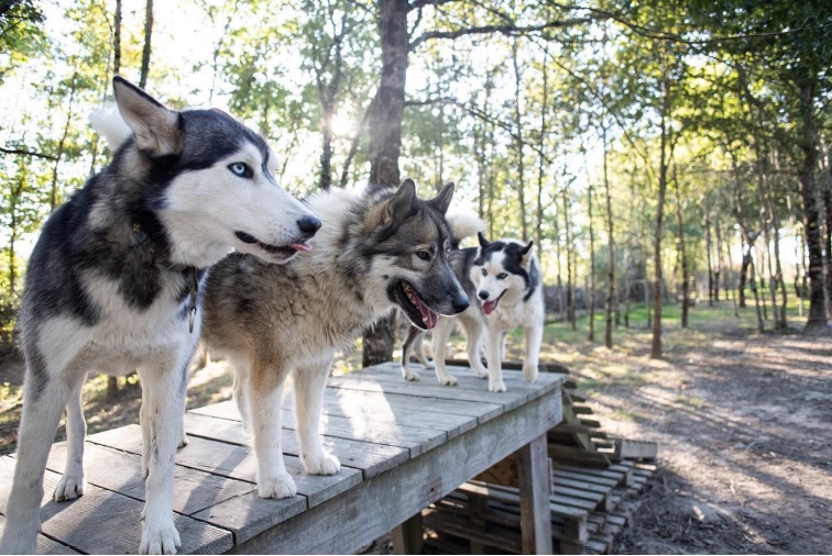 Husk’In Creuse : démarrage, développement et diversification des ...