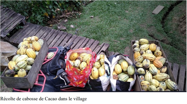 Mise en place d’une unité artisanale de transformation du cacao à Saül ...